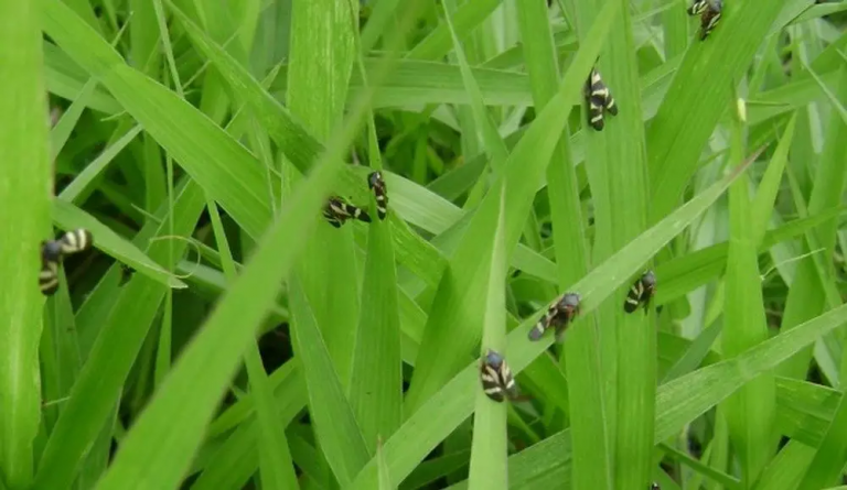 Pragas agrícolas: 6 principais que você deveria se preocupar