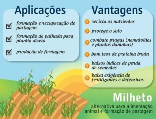 Milheto: Qual a sua importância para o agronegócio brasileiro ...